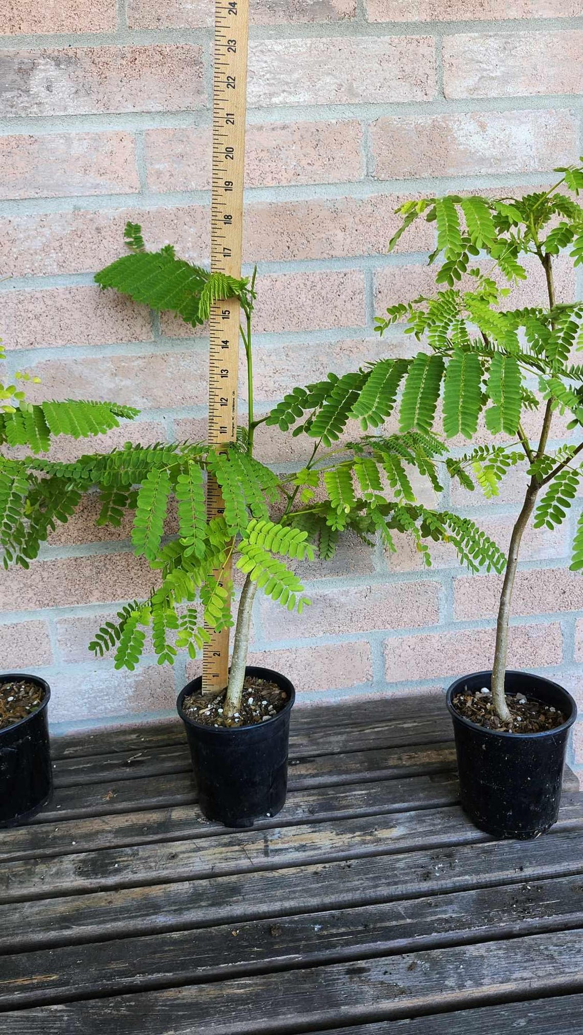 Royal Poinciana, Flamboyan, Tropical Flowering Tree, Pre-bonsai - Etsy