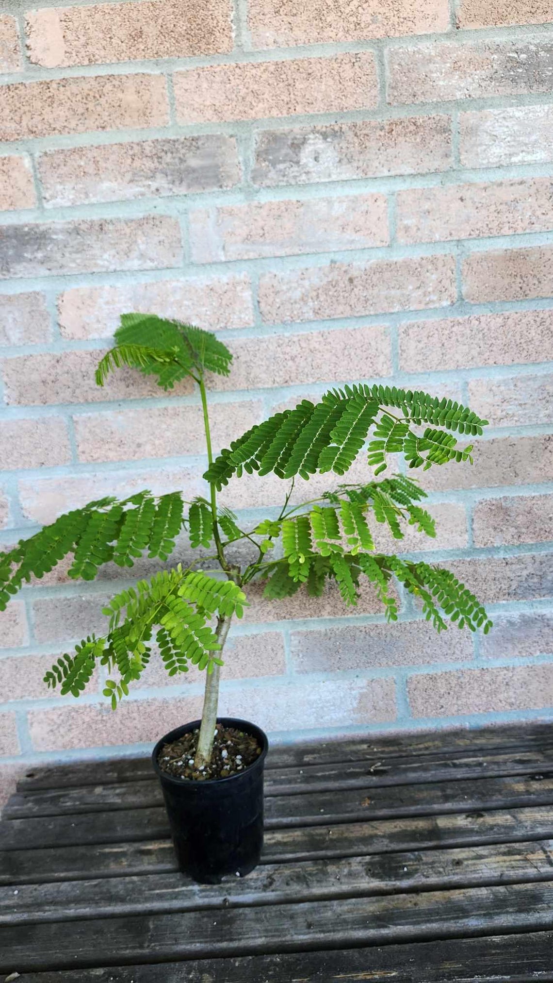 Royal Poinciana, Flamboyan, Tropical Flowering Tree, Pre-bonsai - Etsy