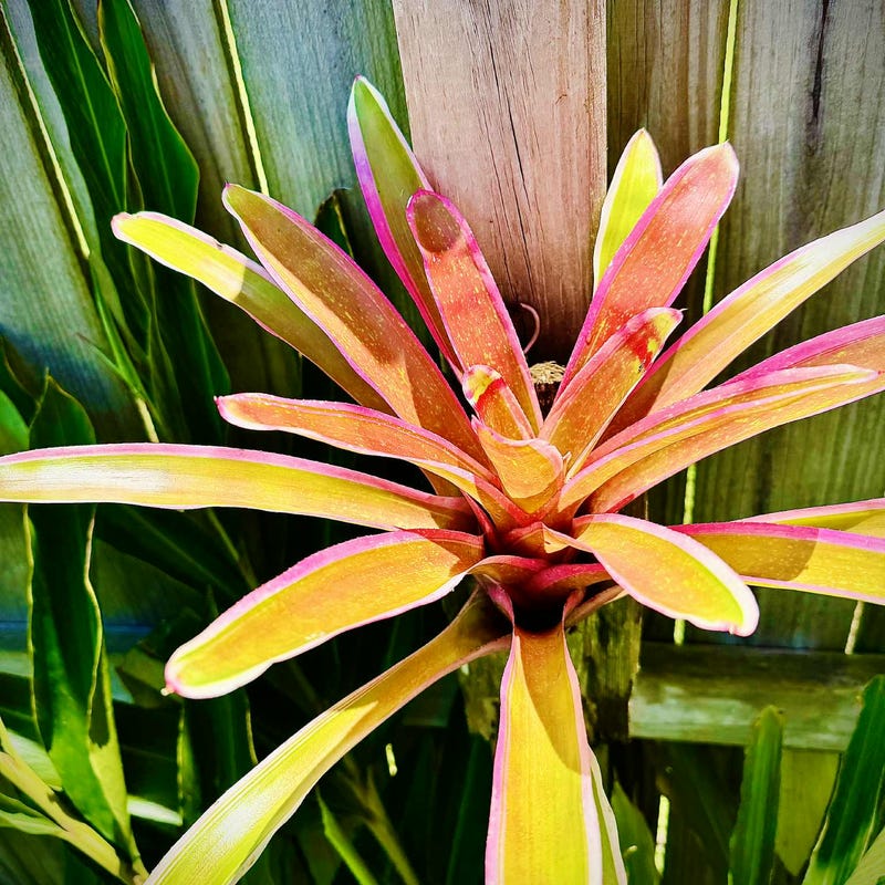 Neoregelia - Etsy