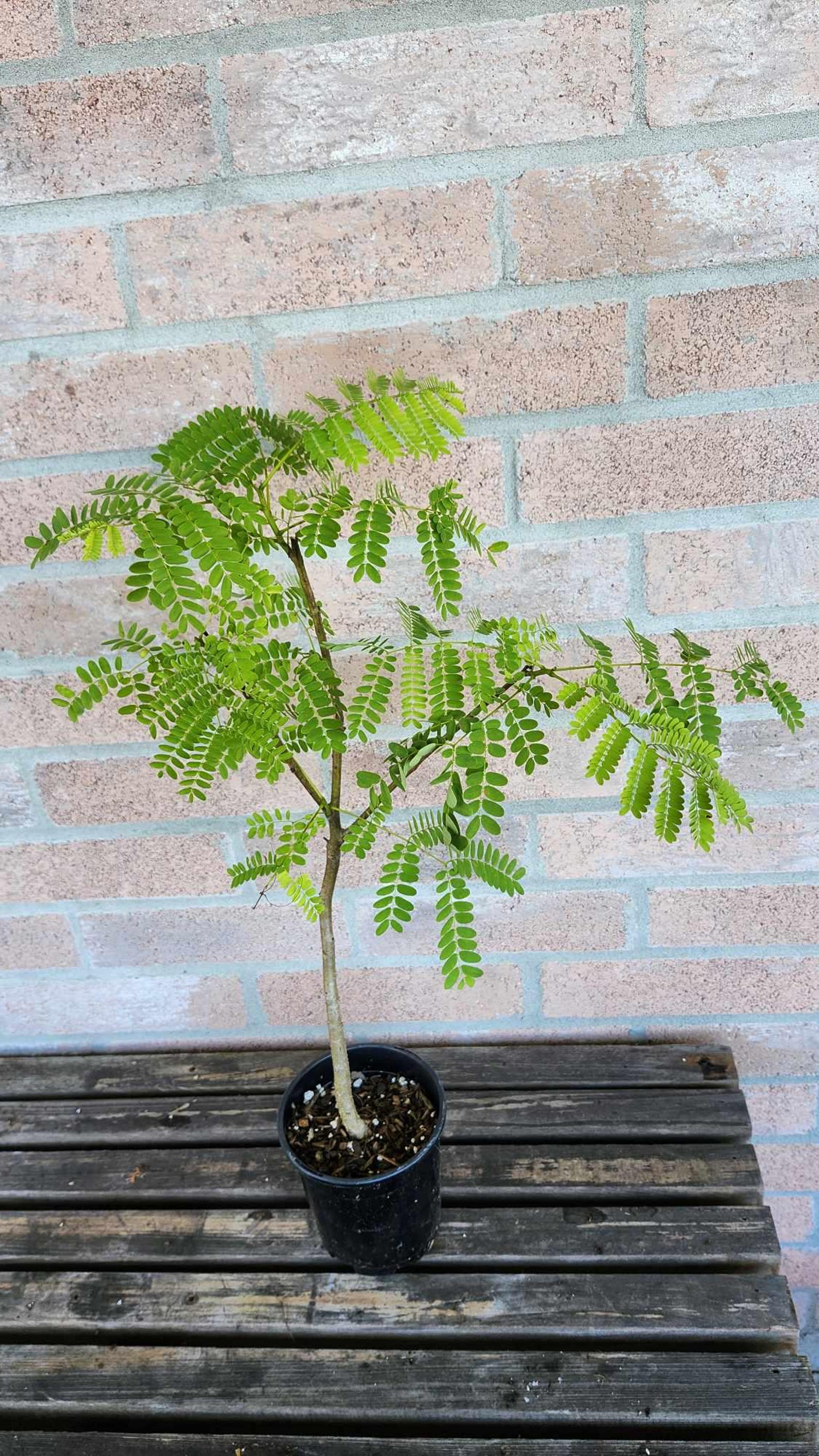 Royal Poinciana, Flamboyan, Tropical Flowering Tree, Pre-bonsai - Etsy