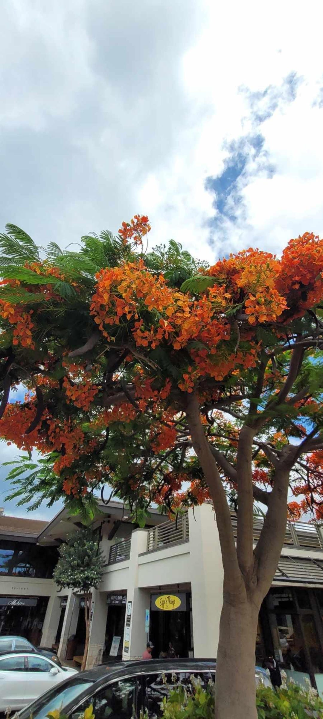 Royal Poinciana, Flamboyan, Tropical Flowering Tree, Pre-bonsai - Etsy