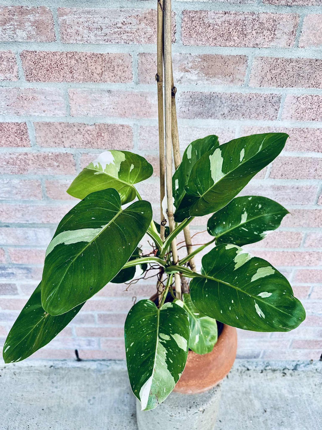 White Wizard Philodendron- Variegated Houseplant - Etsy