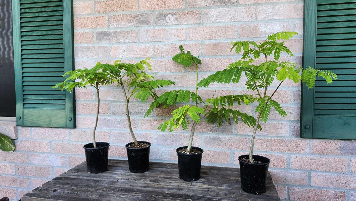 Royal Poinciana, Flamboyan, Tropical Flowering Tree, Pre-bonsai - Etsy