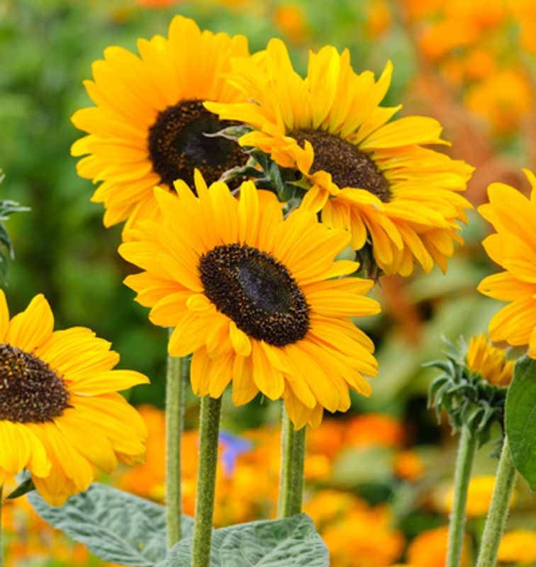 50 Domino Sunflower Seeds for Planting - Etsy
