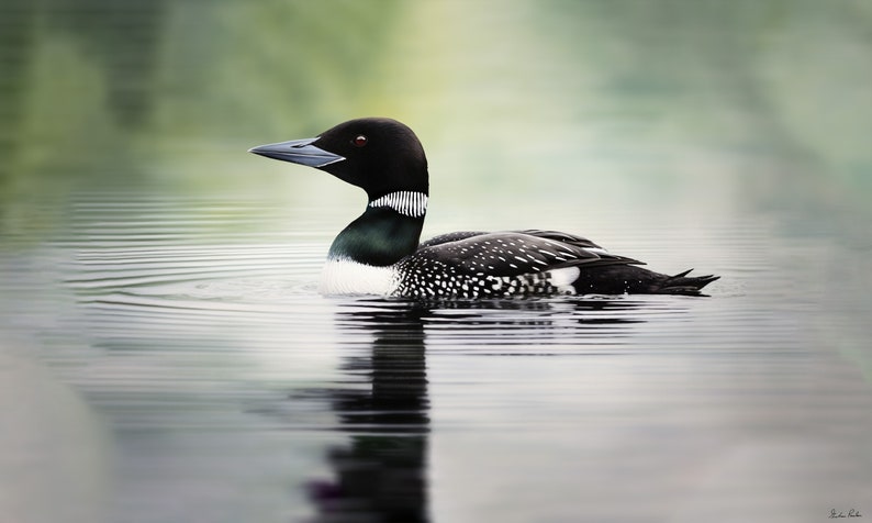 Lakeside Elegance: Close-up Loon Art Print - Etsy