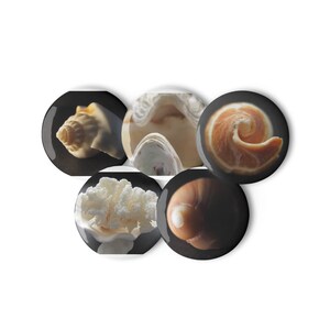 Set of 5 Custom Sea Shell Pin Buttons - Etsy