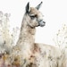 Lama Clipart, Lama Illustration, Lama PNG, Digital Download, Lama ...