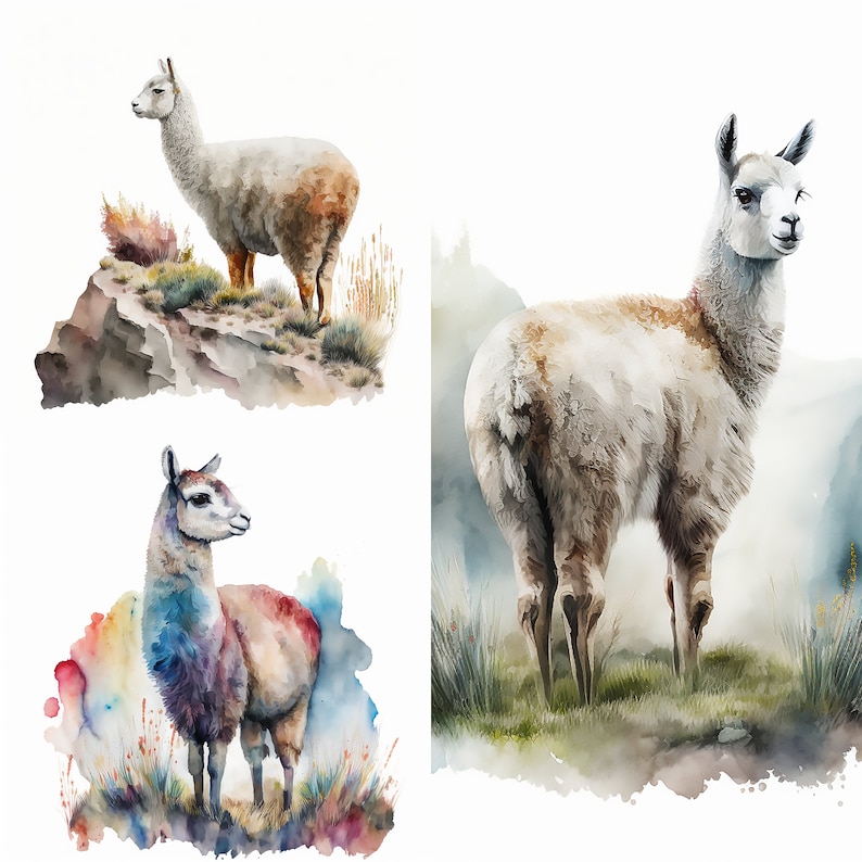 Lama Clipart Lama Illustration Lama PNG Digital Download - Etsy UK