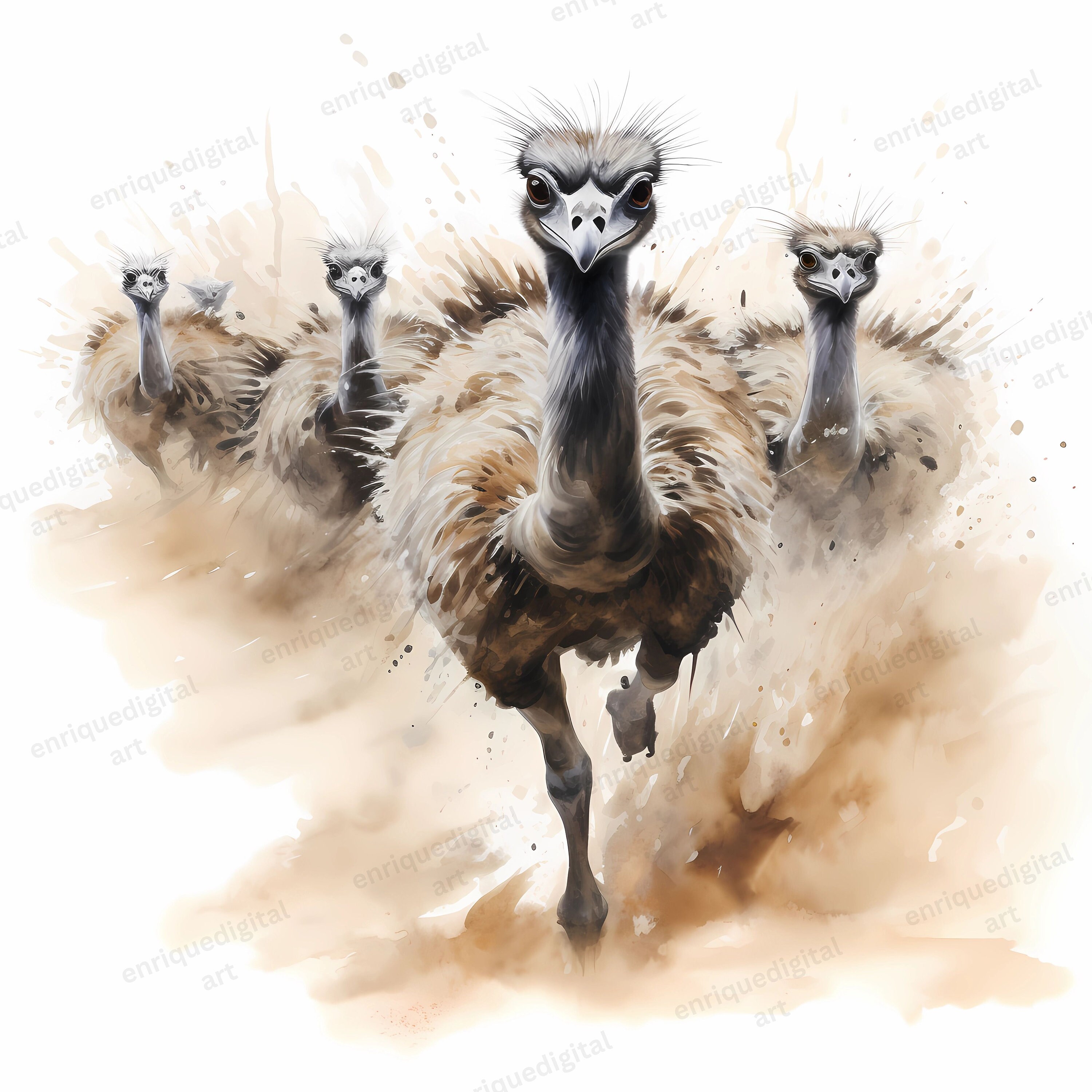 Watercolor Emu Clipart Australian Animals Card Making Paper - Etsy