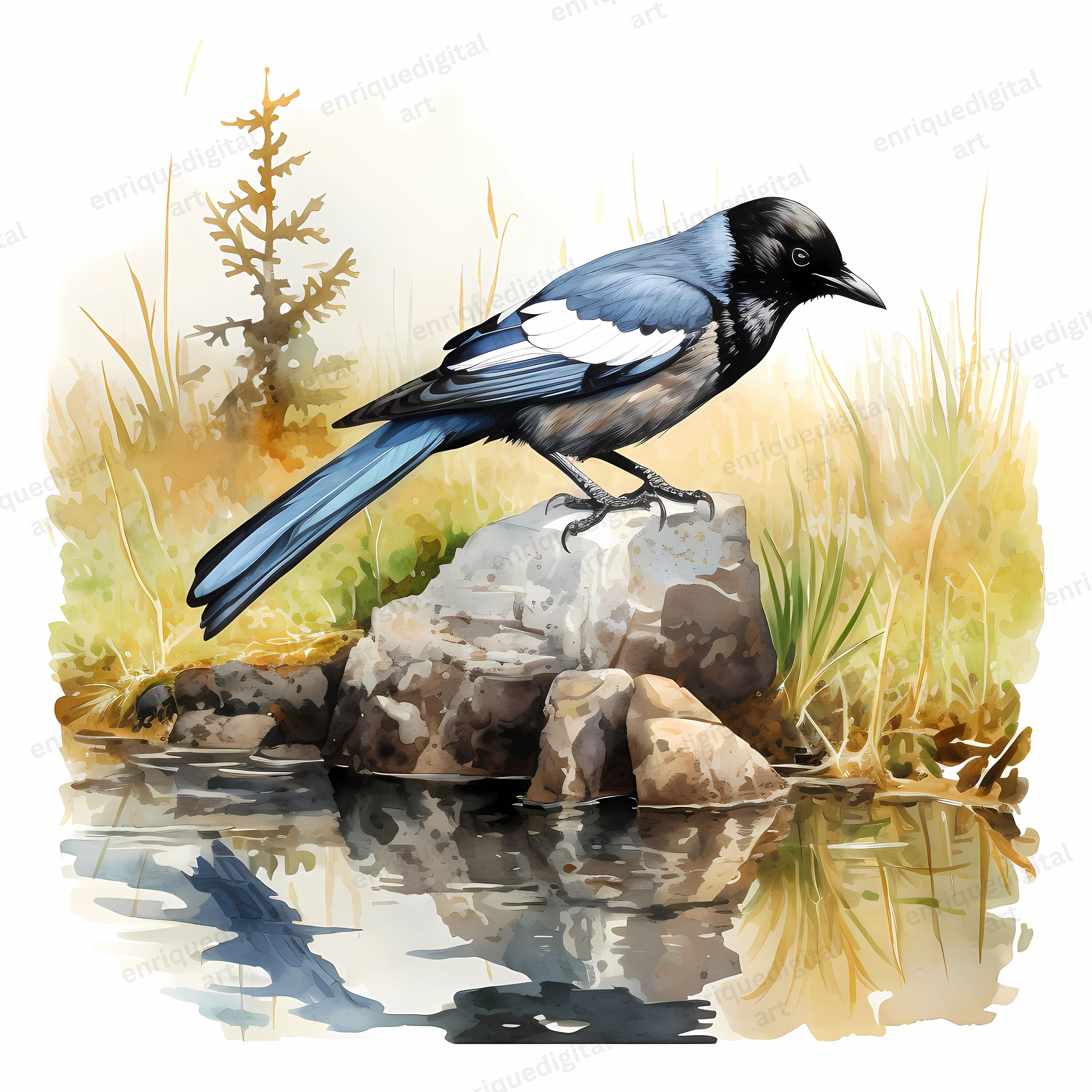 Watercolor Magpie Clipart, Animal Clipart, Card Making, Paper Crafting ...
