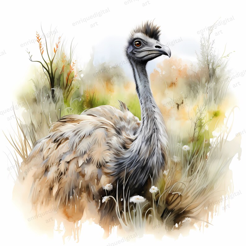 Watercolor Emu Clipart, Australian Animals, Card Making, Paper Crafting ...