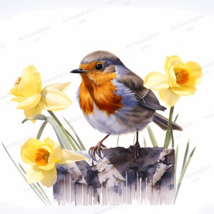 Watercolor Robin Clipart, Daffodil Clipart, Card Making, Paper Crafting ...