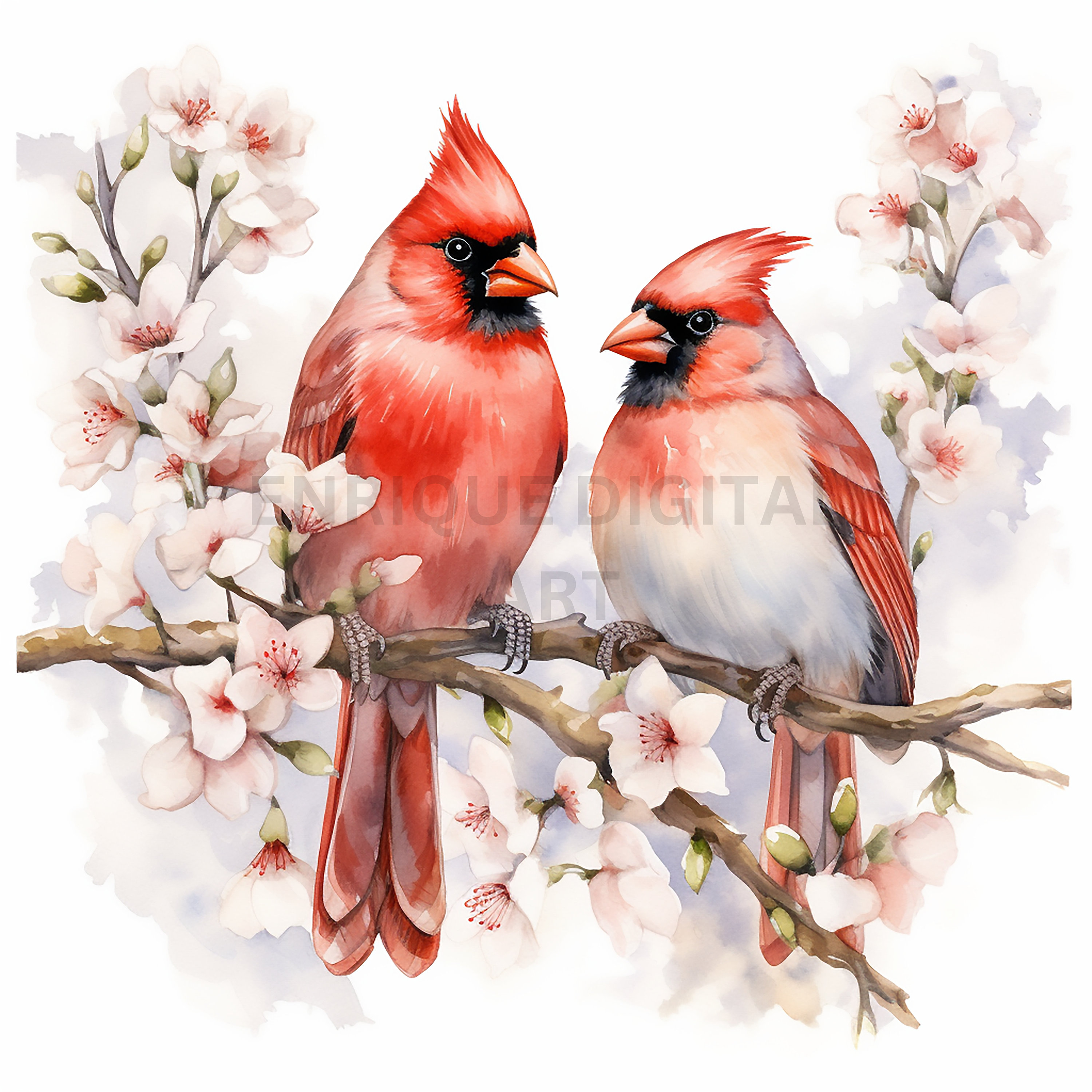 Red Cardinal Clipart Bird Clipart Bird Illustration Nursery - Etsy Canada
