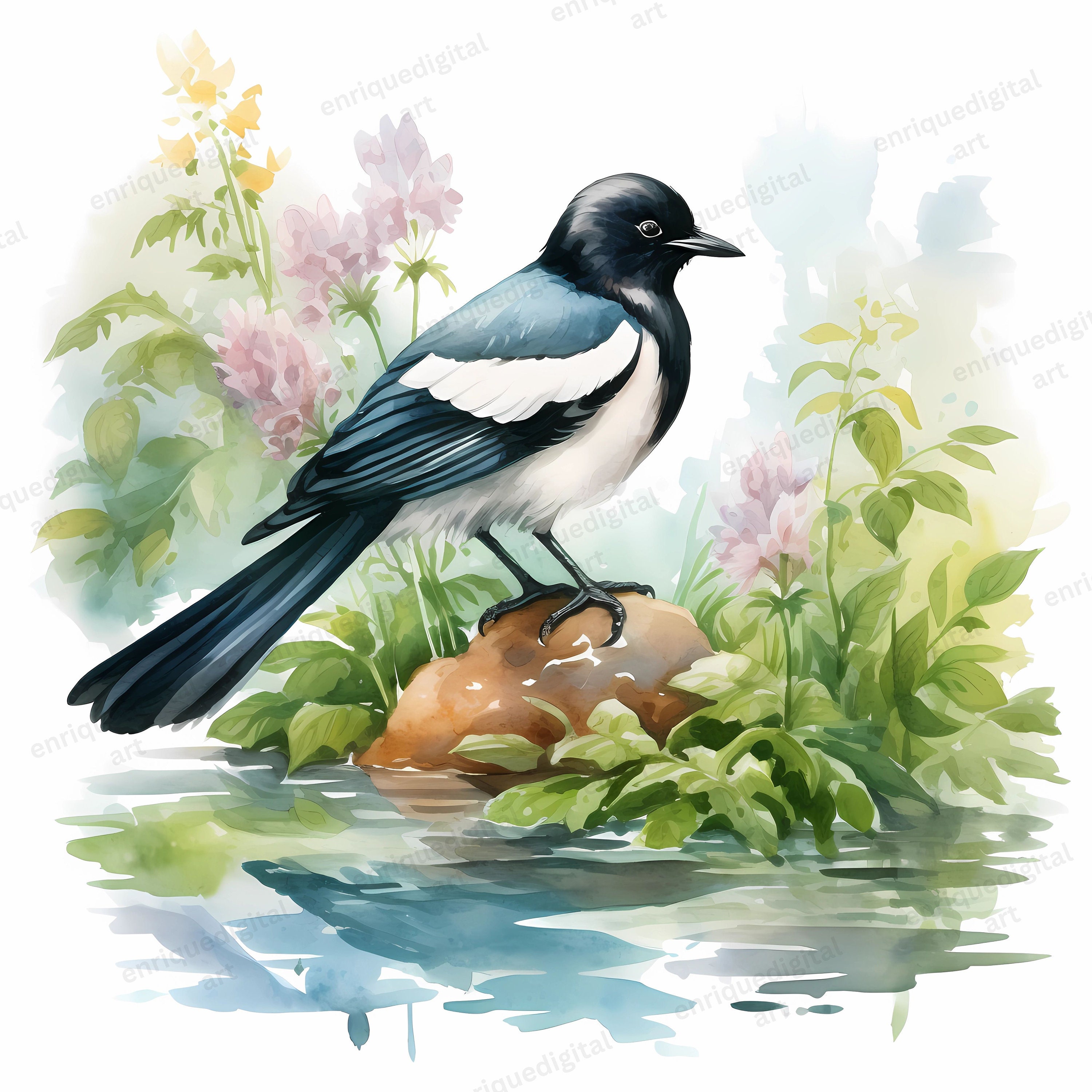 Watercolor Magpie Clipart, Animal Clipart, Card Making, Paper Crafting ...