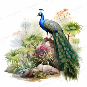 Watercolor Peacock Clipart, Australian Animals, Card Making, Paper ...