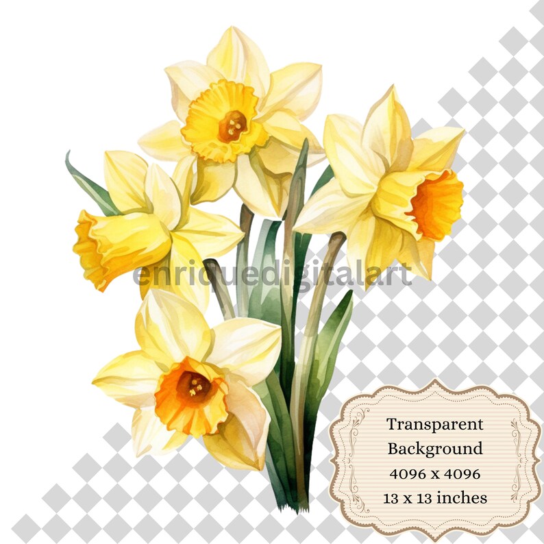 Watercolor Daffodils Clipart, Card Making, Scrapbooking Images, Digital ...