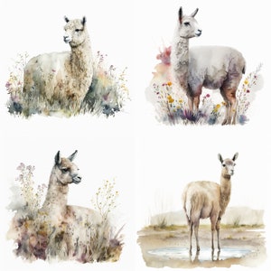 Lama Clipart, Lama Illustration, Lama PNG, Digital Download, Lama ...