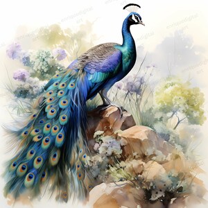 Watercolor Peacock Clipart, Australian Animals, Card Making, Paper ...
