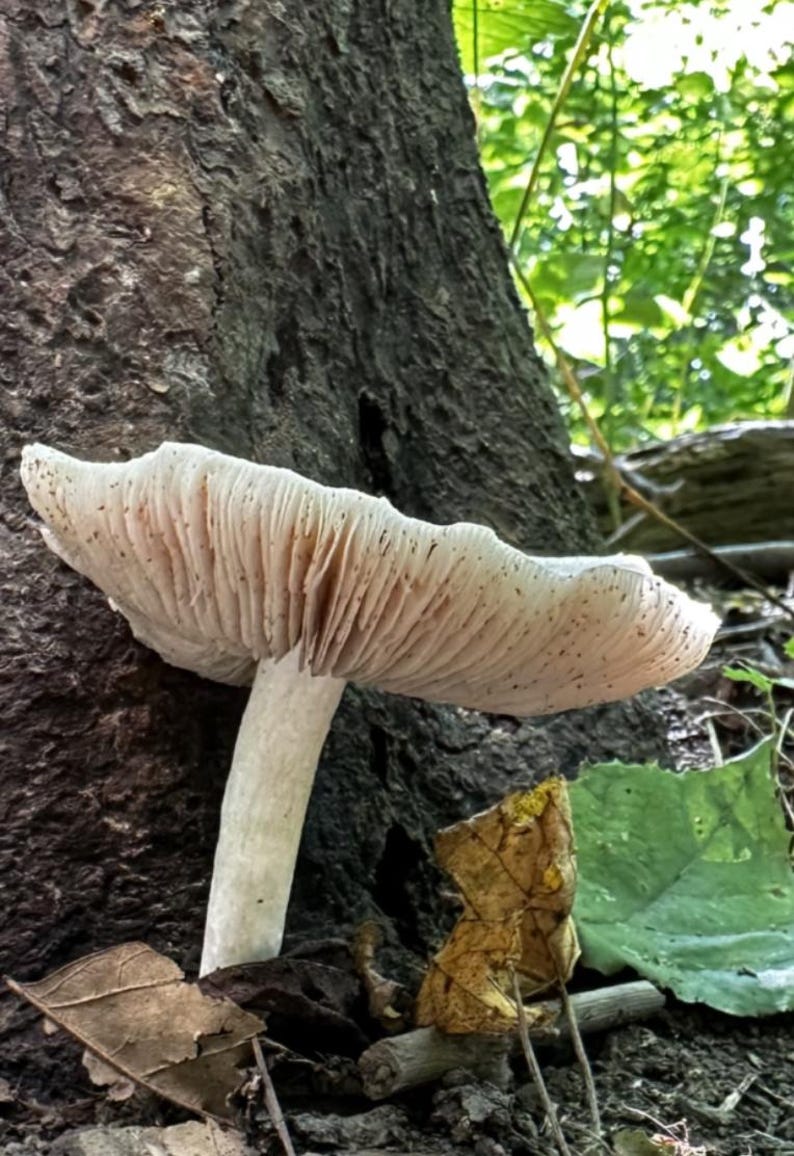 Mushroom Photography - Etsy