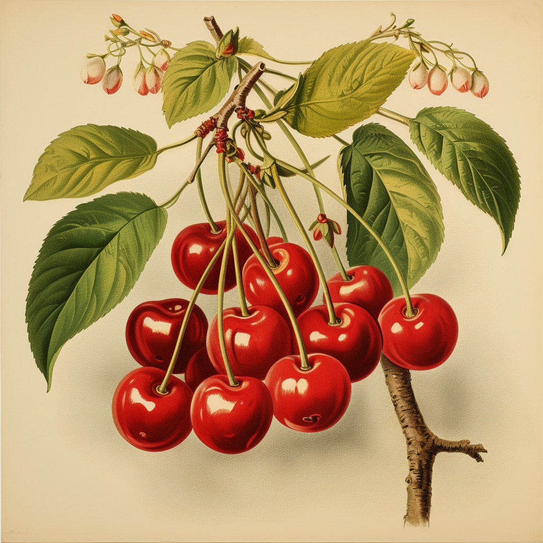 Vintage Cherry Digital Download - Etsy