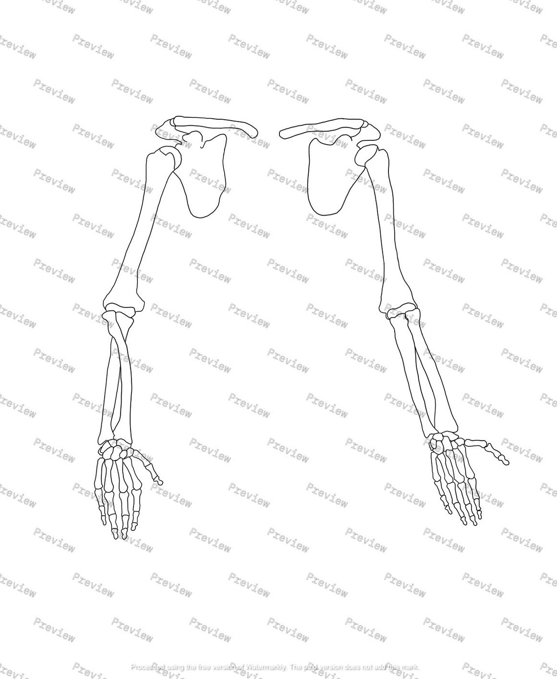 Upper Skeletal System Anatomy Drawing — Black and White — Digital ...