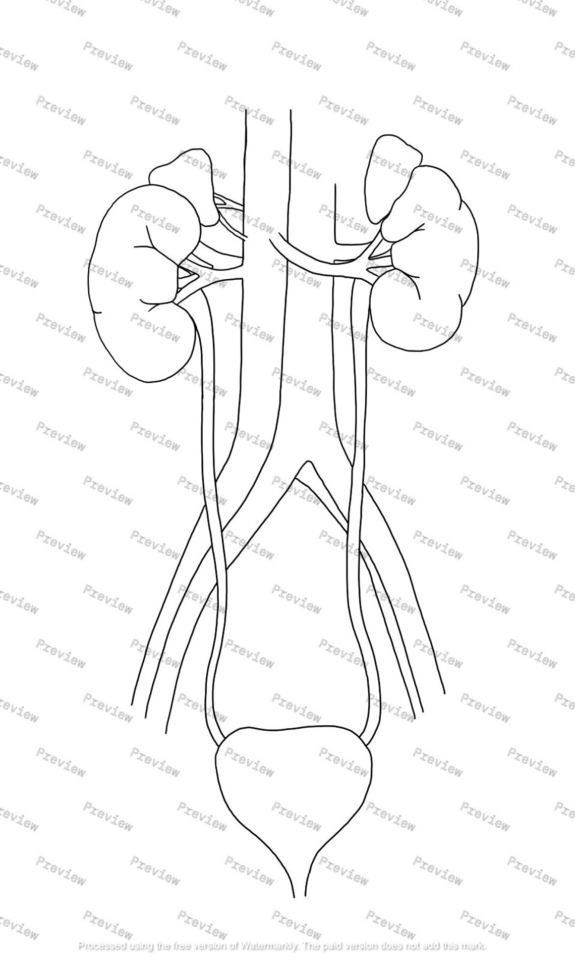 Urinary System Anatomy Drawing — Black and White — Digital Download - Etsy