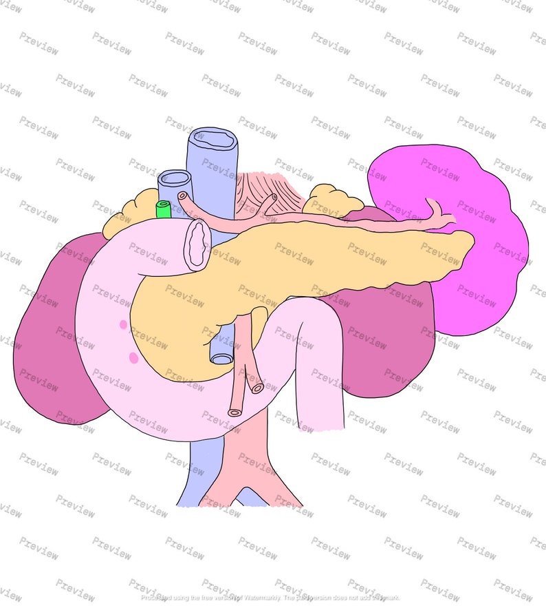 Pancreas Anatomy Drawing Colored Digital Download - Etsy