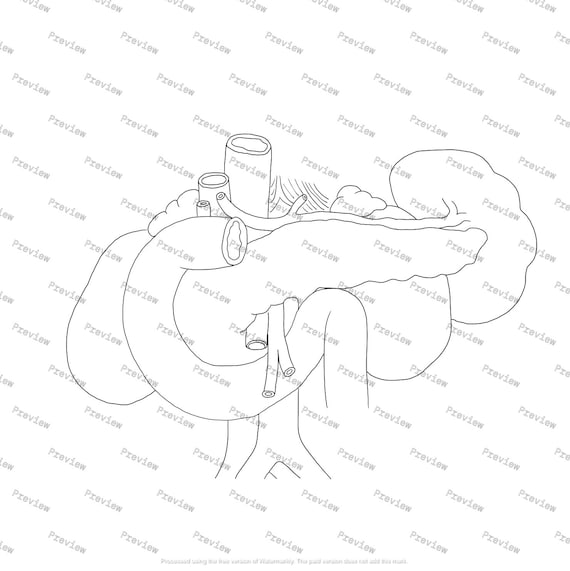 Diagrama Del Páncreas En Blanco Y Negro