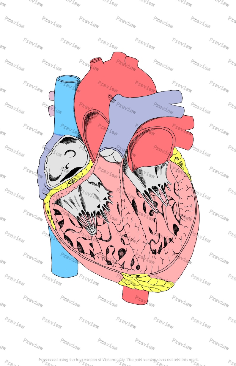Human Heart Anatomy Drawing — Colored — Digital Download - Etsy