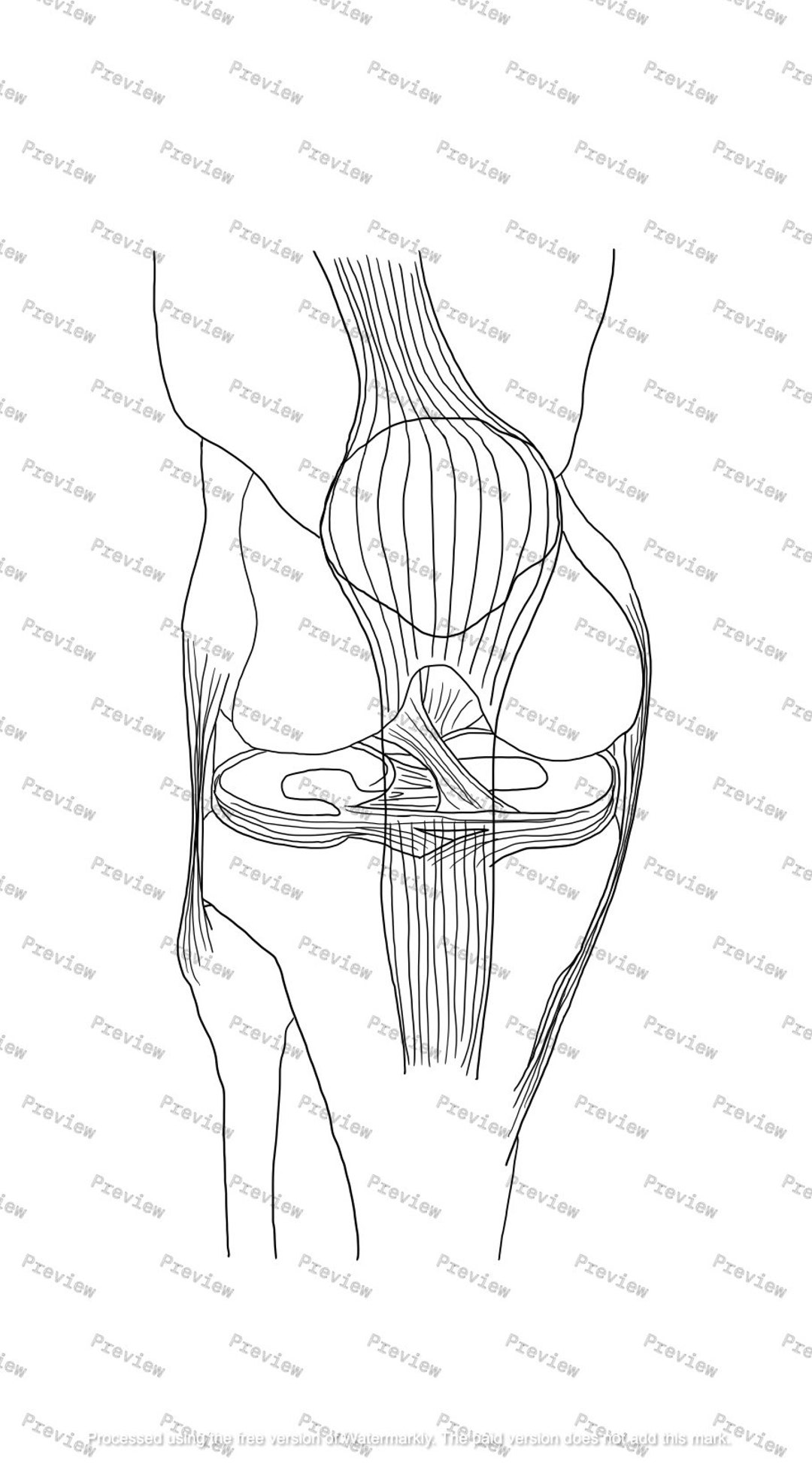 Knee Joint Anatomy Drawing — Black and White — Digital Download - Etsy