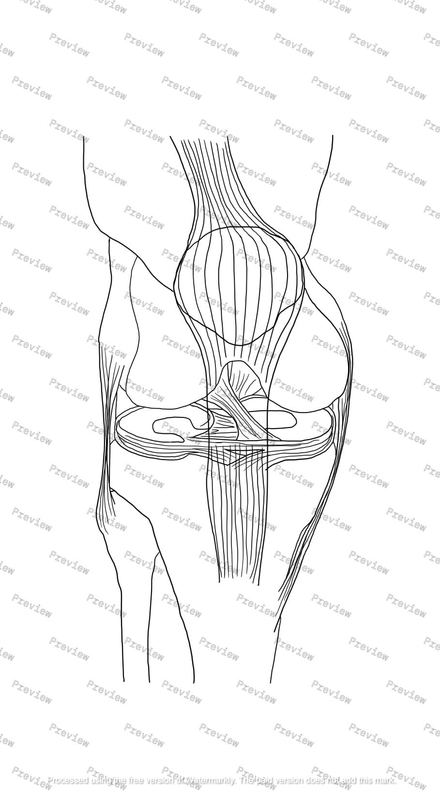 Knee Joint Anatomy Drawing — Black and White — Digital Download - Etsy
