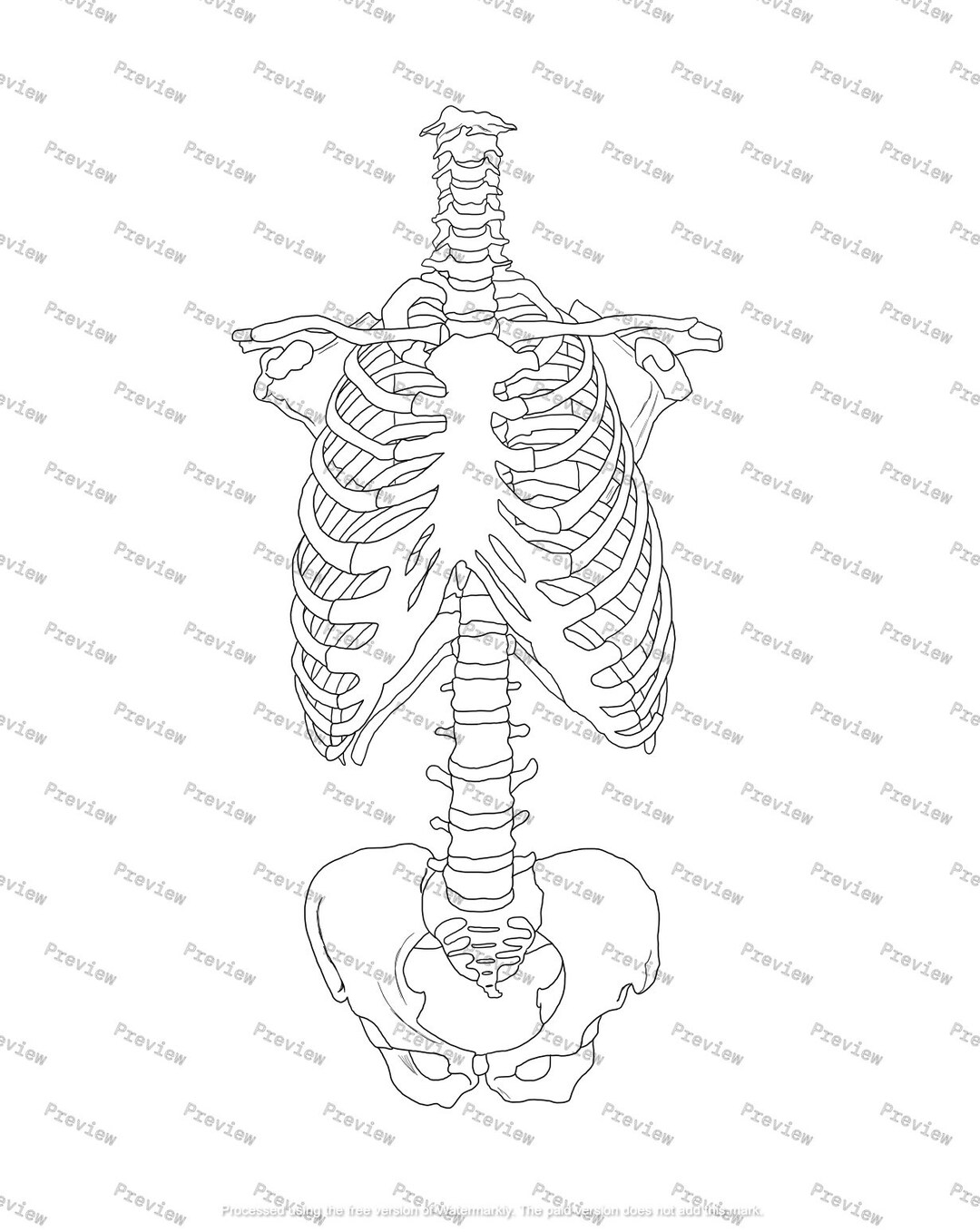 Upper Skeletal System Anatomy Drawing — Black and White — Digital ...