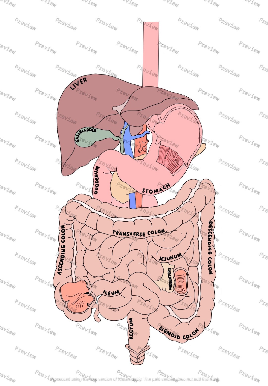 Digestive System Anatomy Drawing Colored Digital Download - Etsy