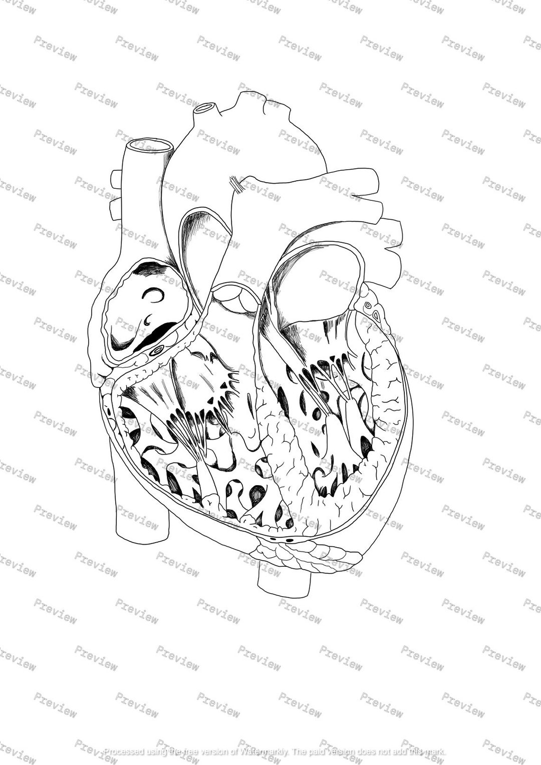 Human Heart Anatomy Drawing — Black and White — Digital Download - Etsy