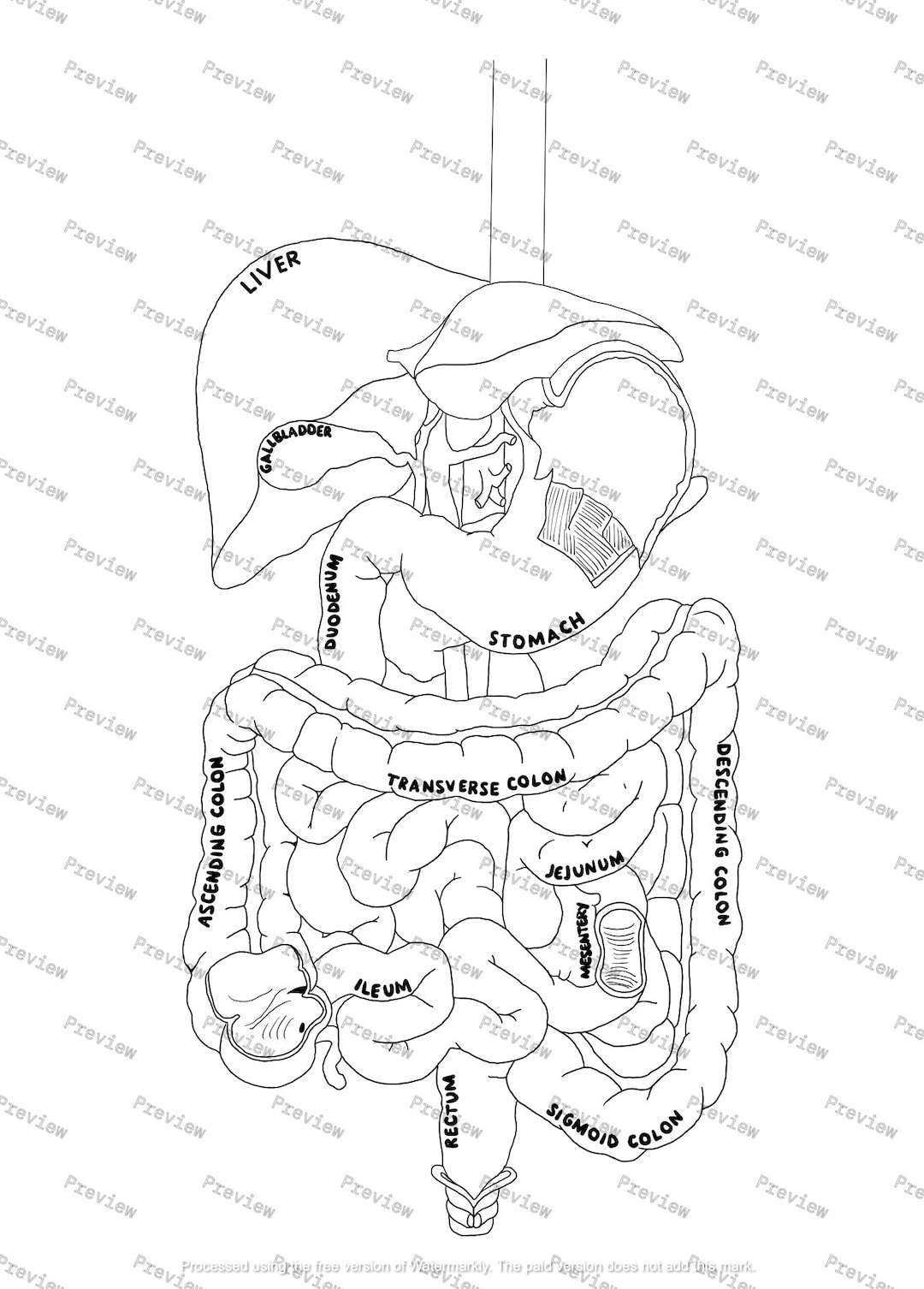 Digestive System Anatomy Drawing — Black and White — Digital Download ...