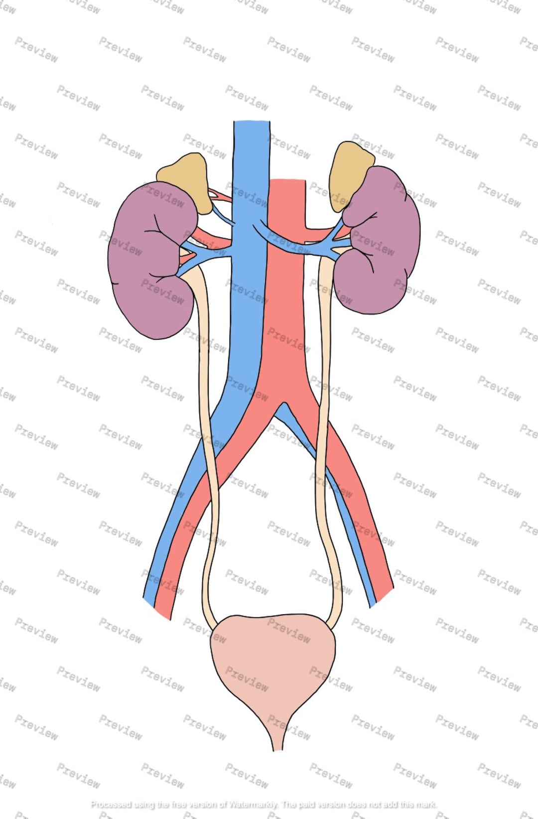 Urinary System Anatomy Drawing — Colored — Digital Download - Etsy