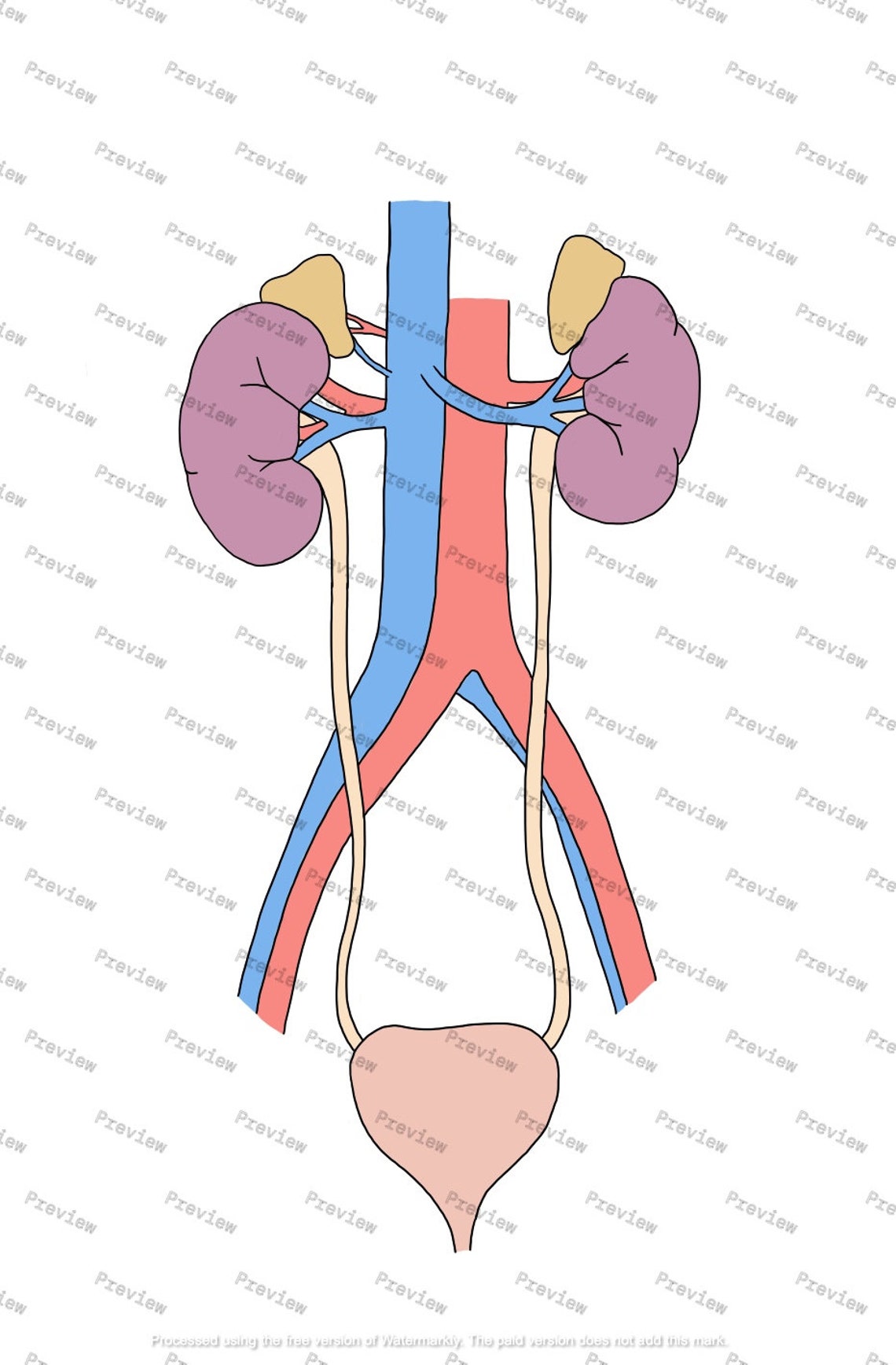 Urinary System Anatomy Drawing Colored Digital Download - Etsy