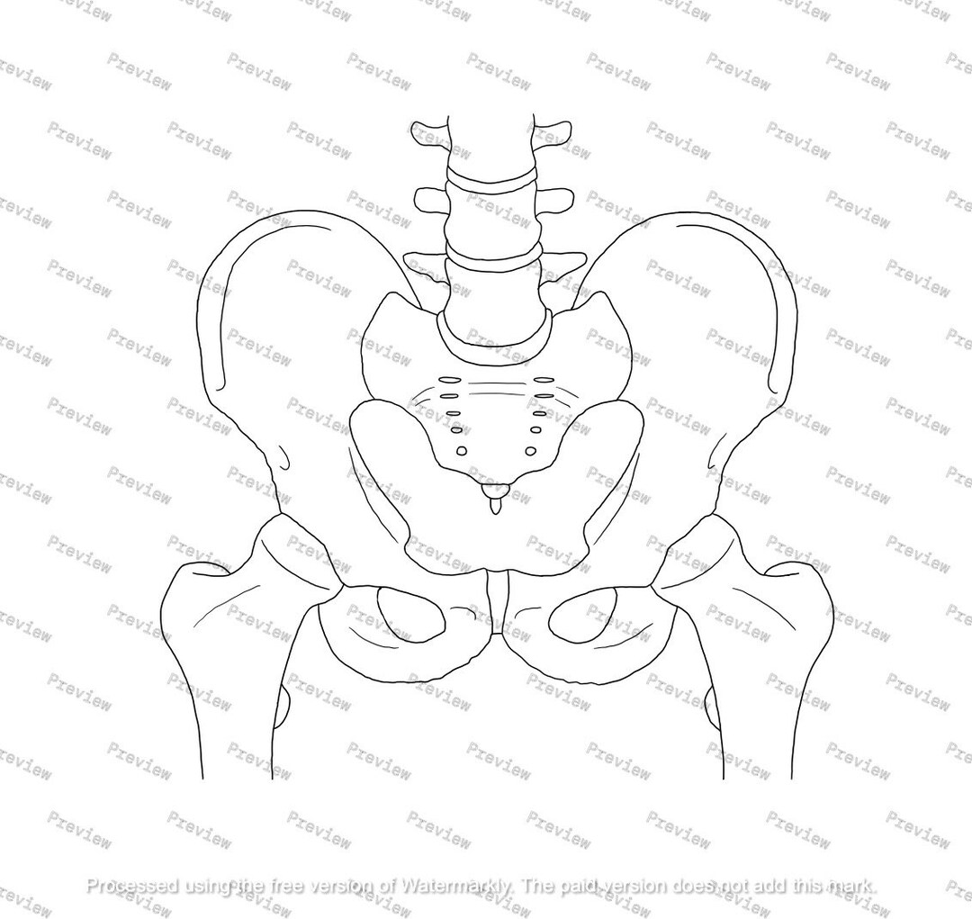 Lower Skeletal System Anatomy Drawing Black and White Digital Download ...