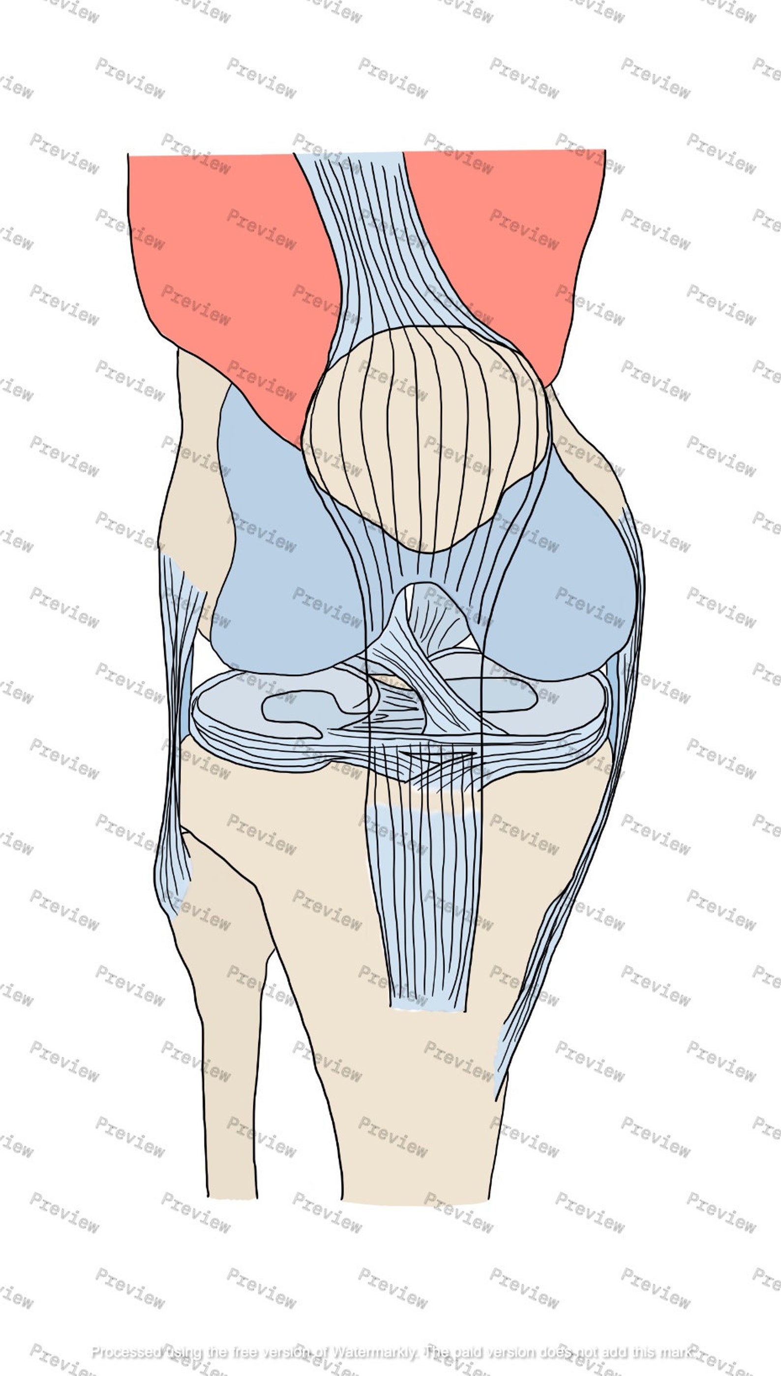 Knee Joint Anatomy Drawing — Colored — Digital Download - Etsy