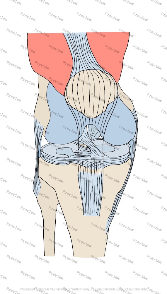 Knee Joint Diagram Drawing