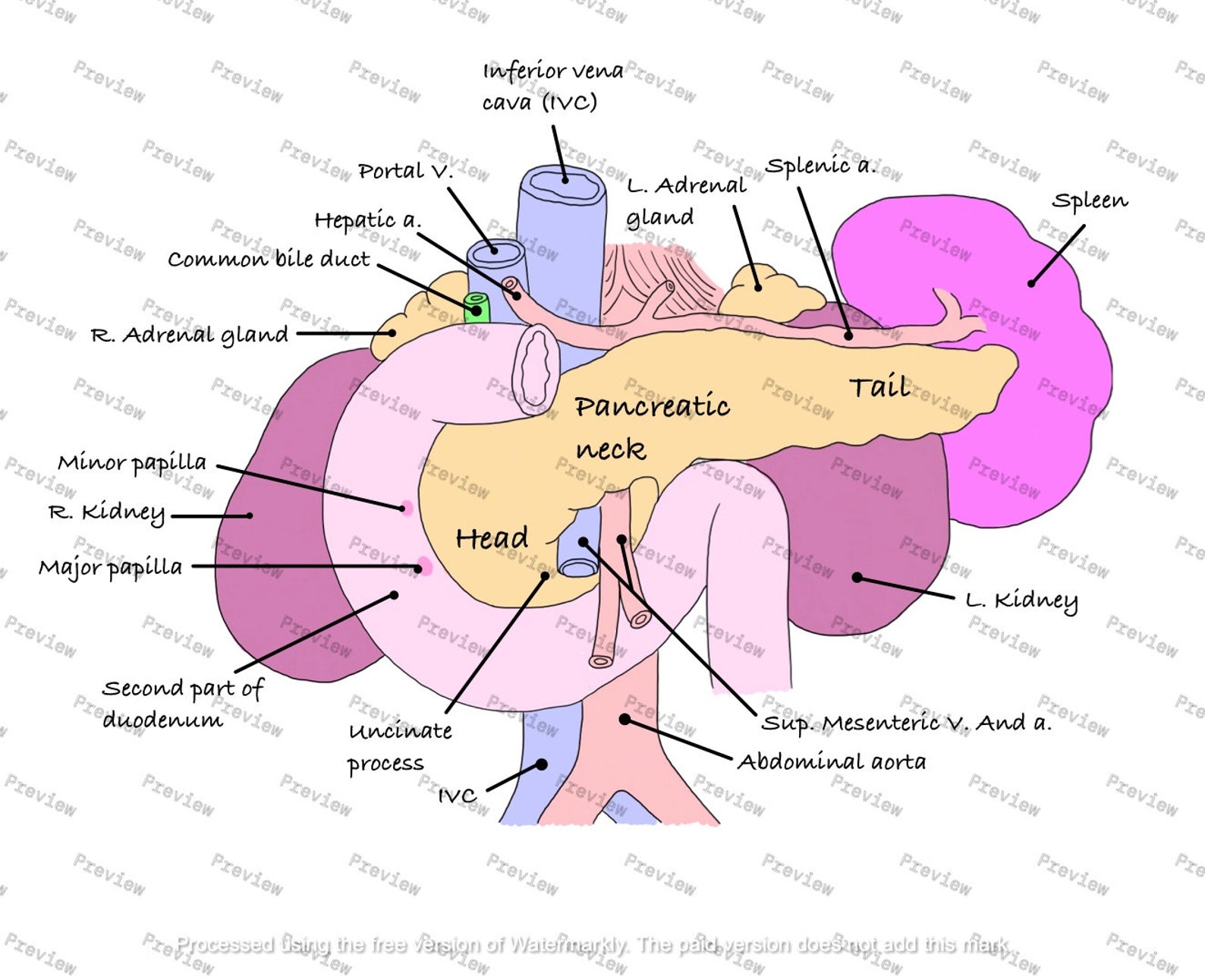 Pancreas Anatomy Drawing — Colored and Labeled — Digital Download - Etsy