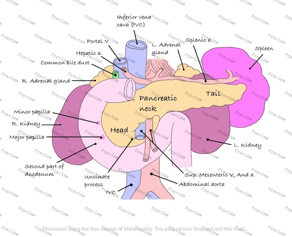 Diagrama Anatómico Del Páncreas Resumen De La Anatomía Del