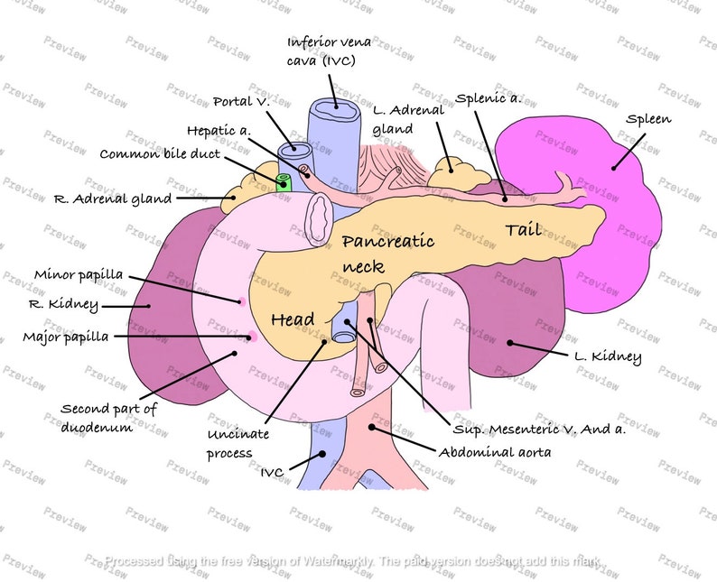 Pancreas Anatomy Drawing — Colored and Labeled — Digital Download - Etsy