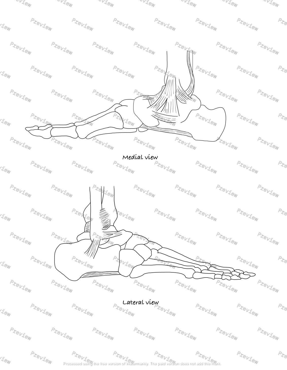Ankle Joint Anatomy Drawing — Black and White — Digital Download - Etsy