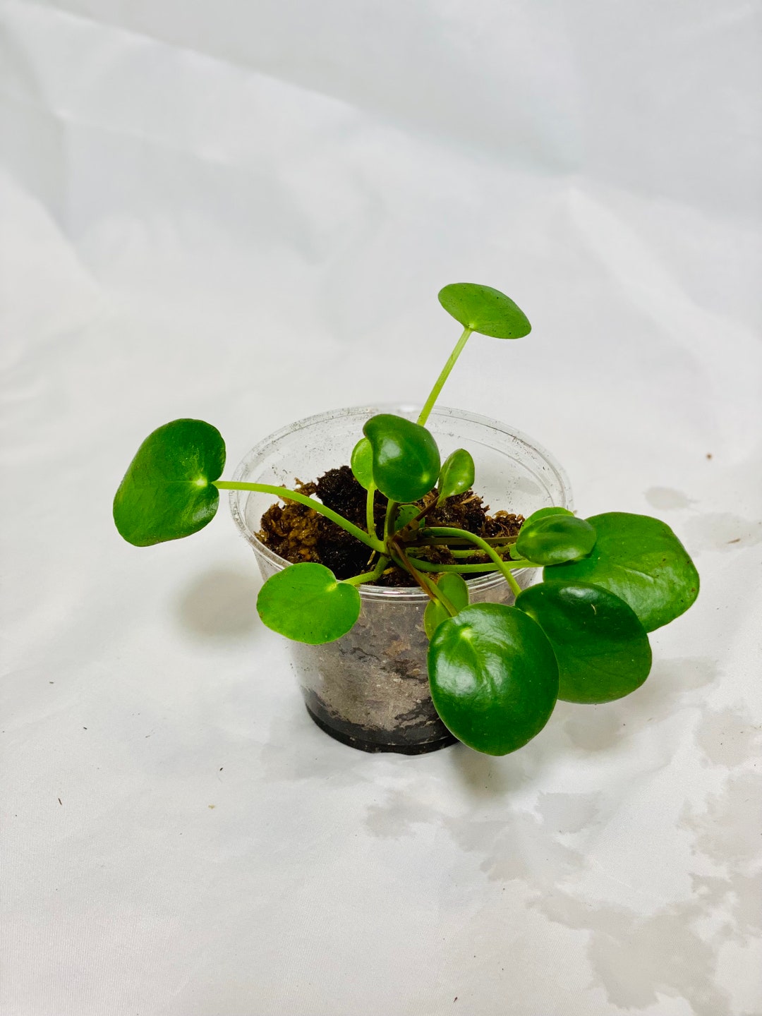Pilea Friendship Plant Adorable and Easy-to-grow Houseplant - Etsy