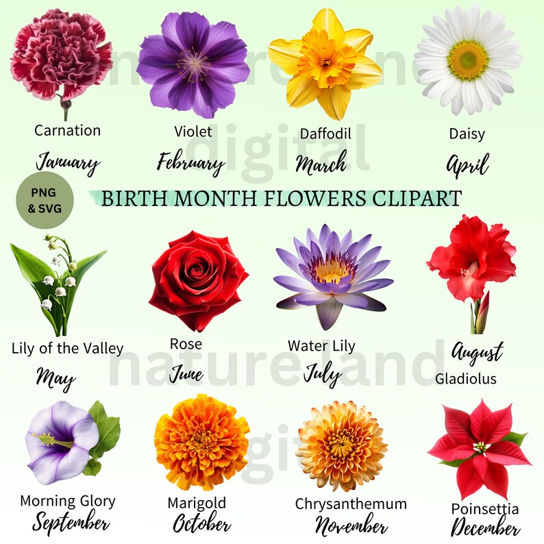 Birth Flowers SVG & PNG Birth Month Flowers Clip Art Digital Download ...