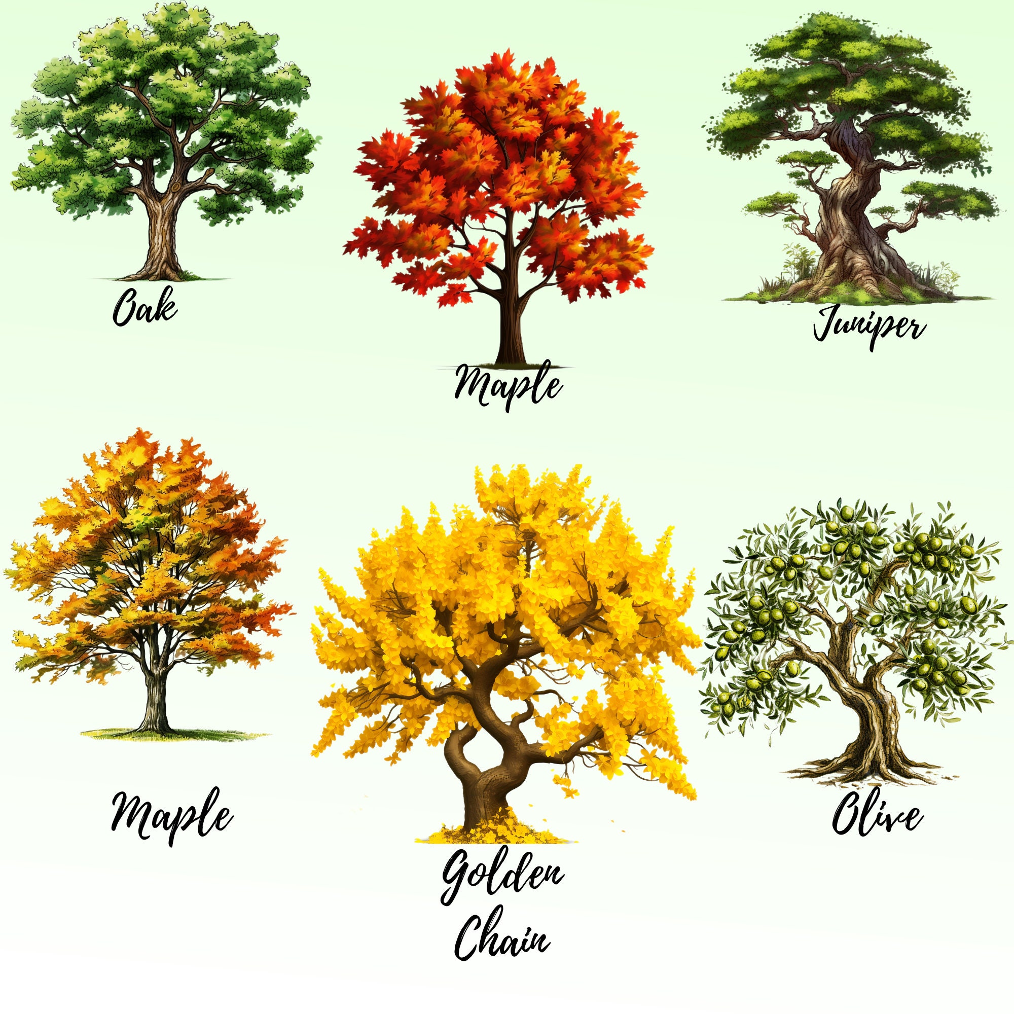 Botanical Trees Clipart Ṇature Landscape Greenery Clip Art DIY Creative ...