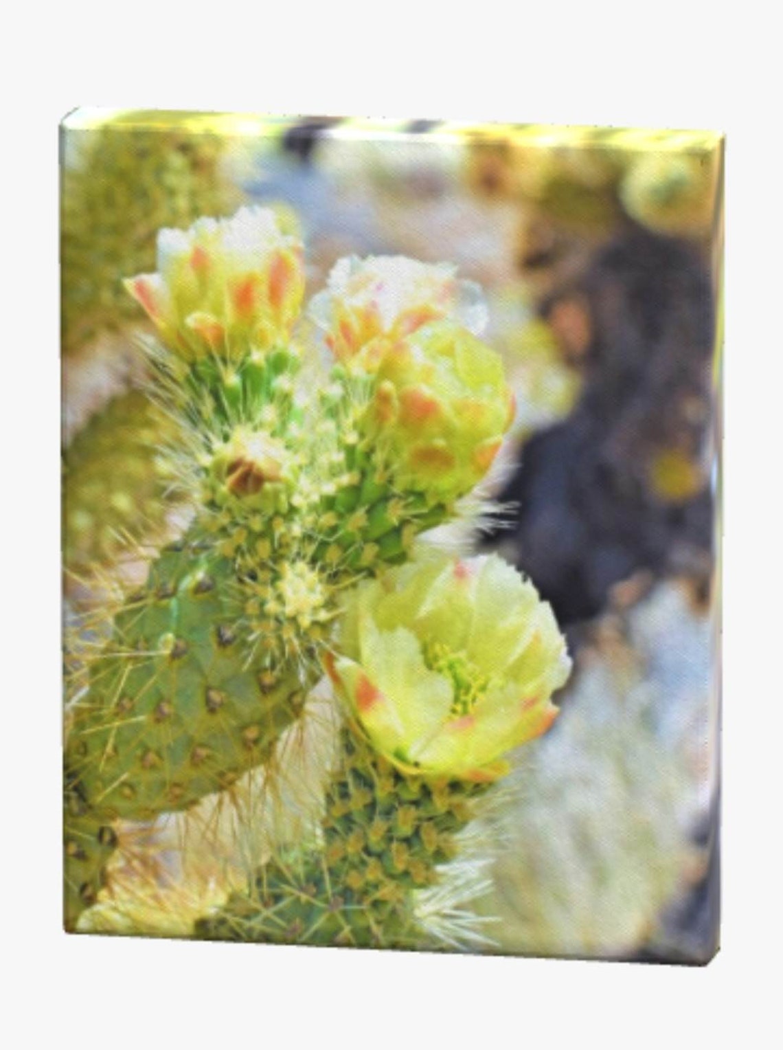 Arizona Cactus Flowers, Cacti, Desert Print, Wall Decor, Wall Art ...