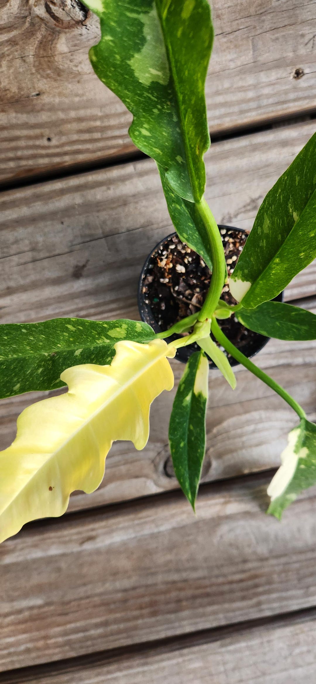 Philodendron Ring of Fire, Climbing Plant, 4 Inch Pot , Growers Choice ...