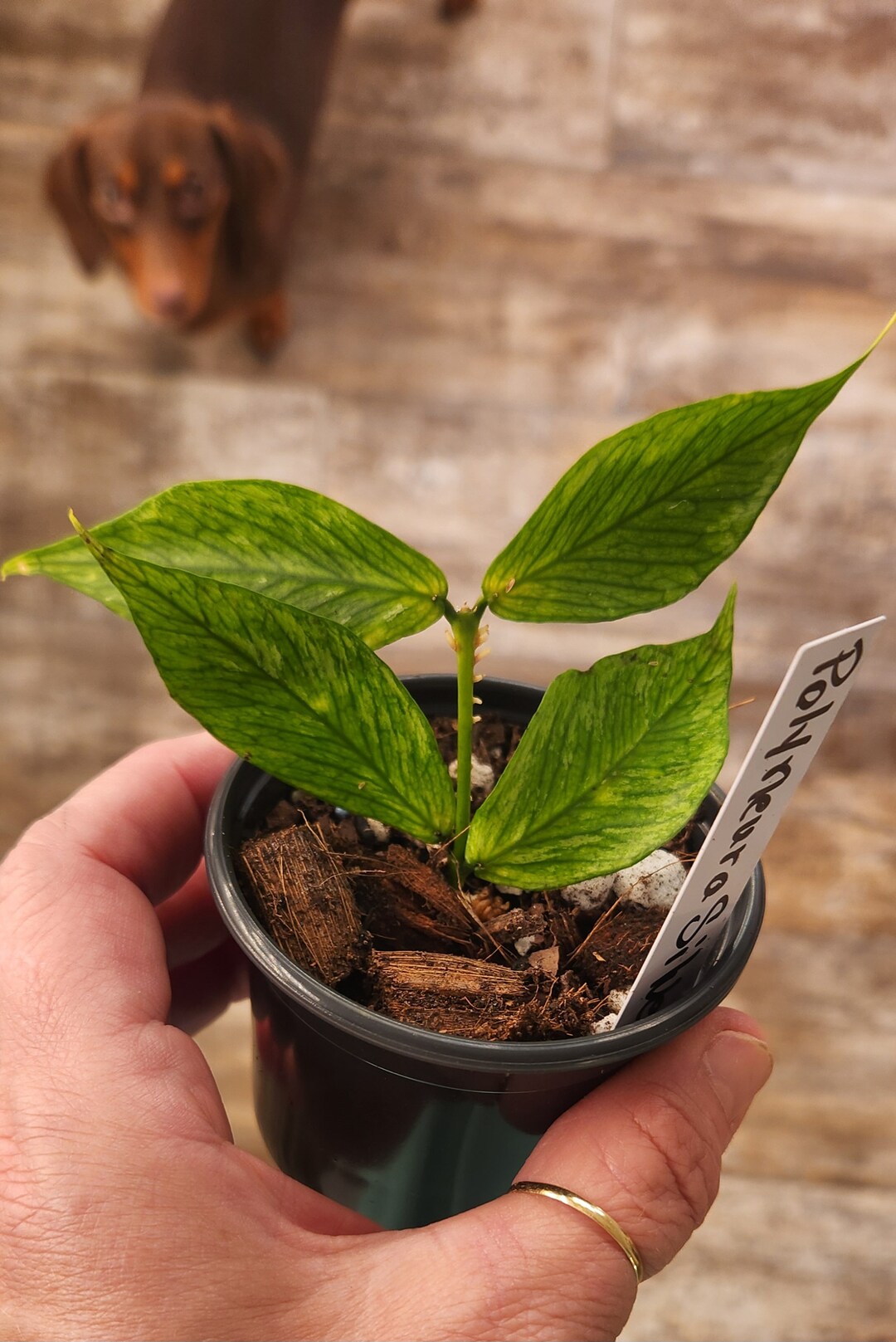 Hoya Polyneura, Fishtail, Mermaid Hoya Live Wax Plant, Indoor House ...